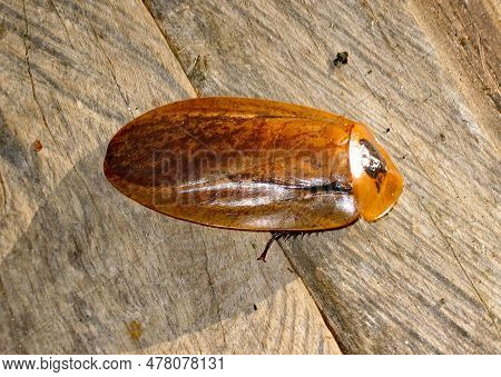 Giant Cockroach One Image & Photo (Free Trial) | Bigstock