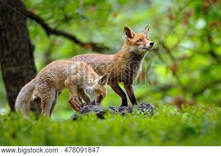 Two Red Foxes Their Image & Photo (Free Trial) | Bigstock