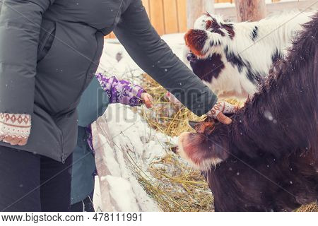Child Gives Cow Hay Image & Photo (Free Trial) | Bigstock