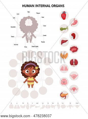 Anatomy Human Body. Vector & Photo (Free Trial) | Bigstock