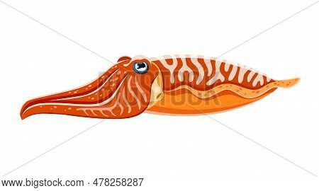 Cartoon Cuttlefish Vector & Photo (Free Trial) | Bigstock