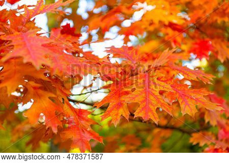 Oak Images, Illustrations & Vectors (Free) - Bigstock