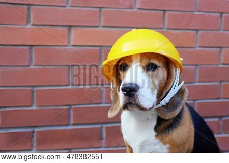 Beagle Dog Image & Photo (Free Trial) | Bigstock
