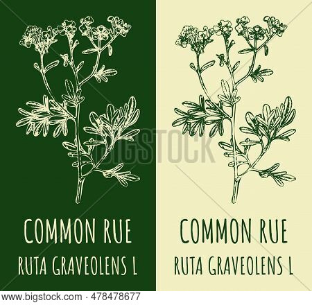 Drawings Common Rue. Image & Photo (Free Trial) | Bigstock