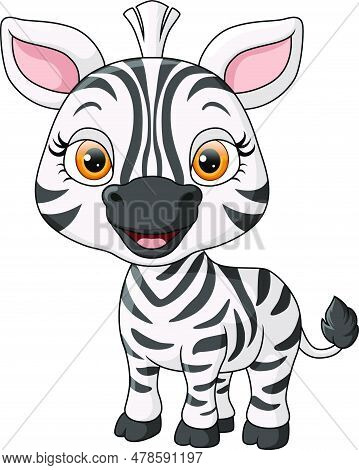 Baby Zebra Vector