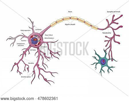 Neuron Structure Brain Image & Photo (Free Trial) | Bigstock