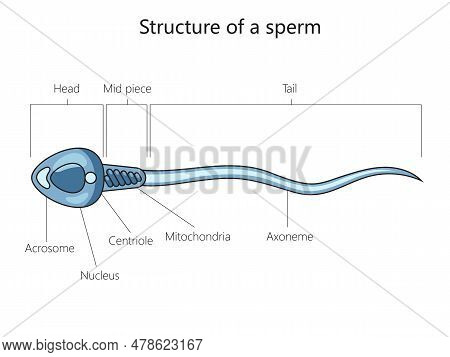 Sperm Cell Diagram
