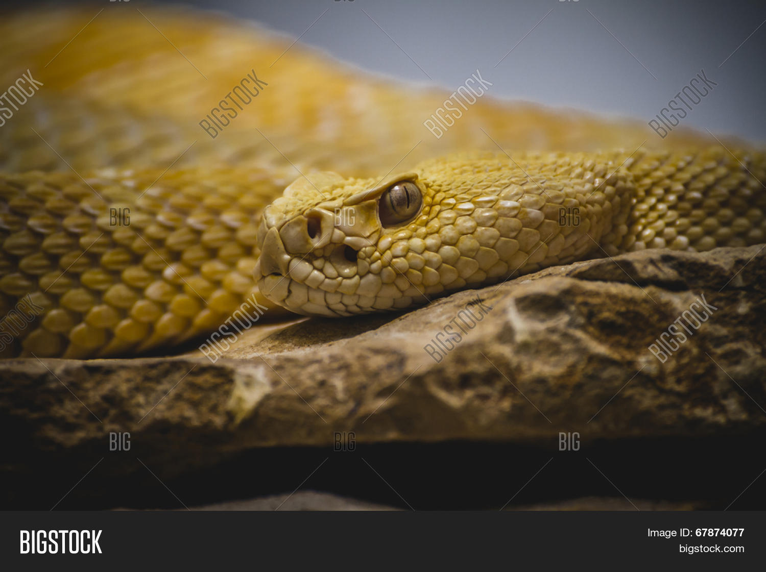 Beautiful Snake Lying Image & Photo (Free Trial) | Bigstock