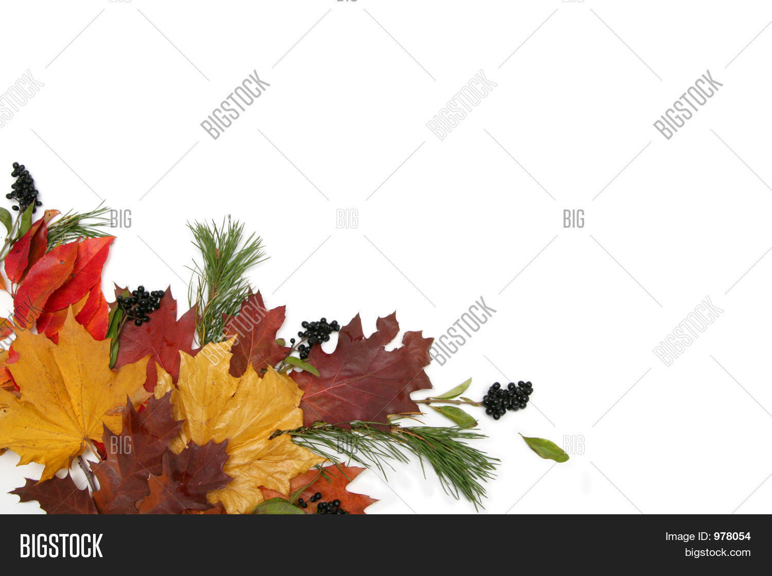 Colorful Leaves Frame Image & Photo (Free Trial) | Bigstock