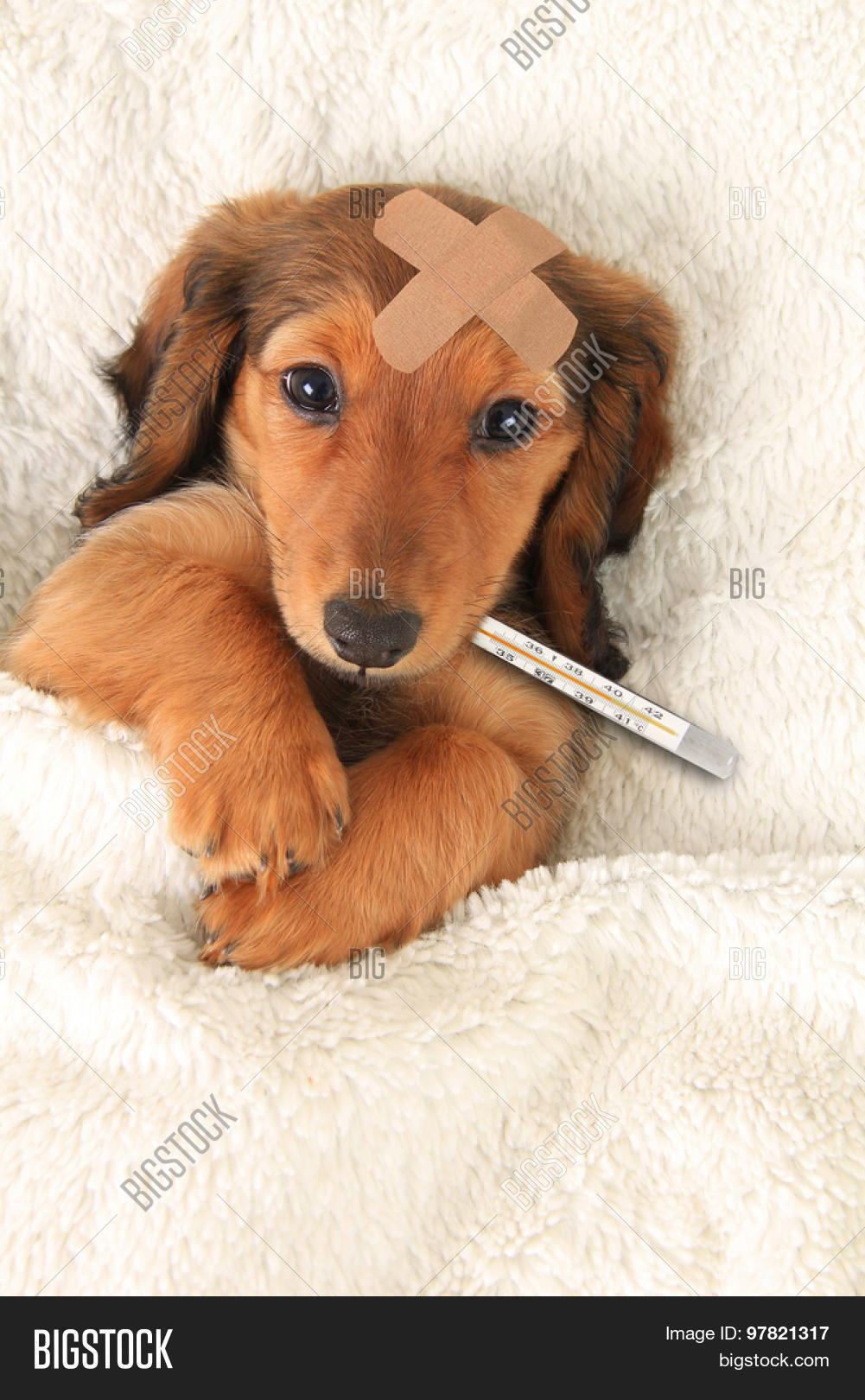 Sick Dachshund Puppy Image & Photo (Free Trial) | Bigstock