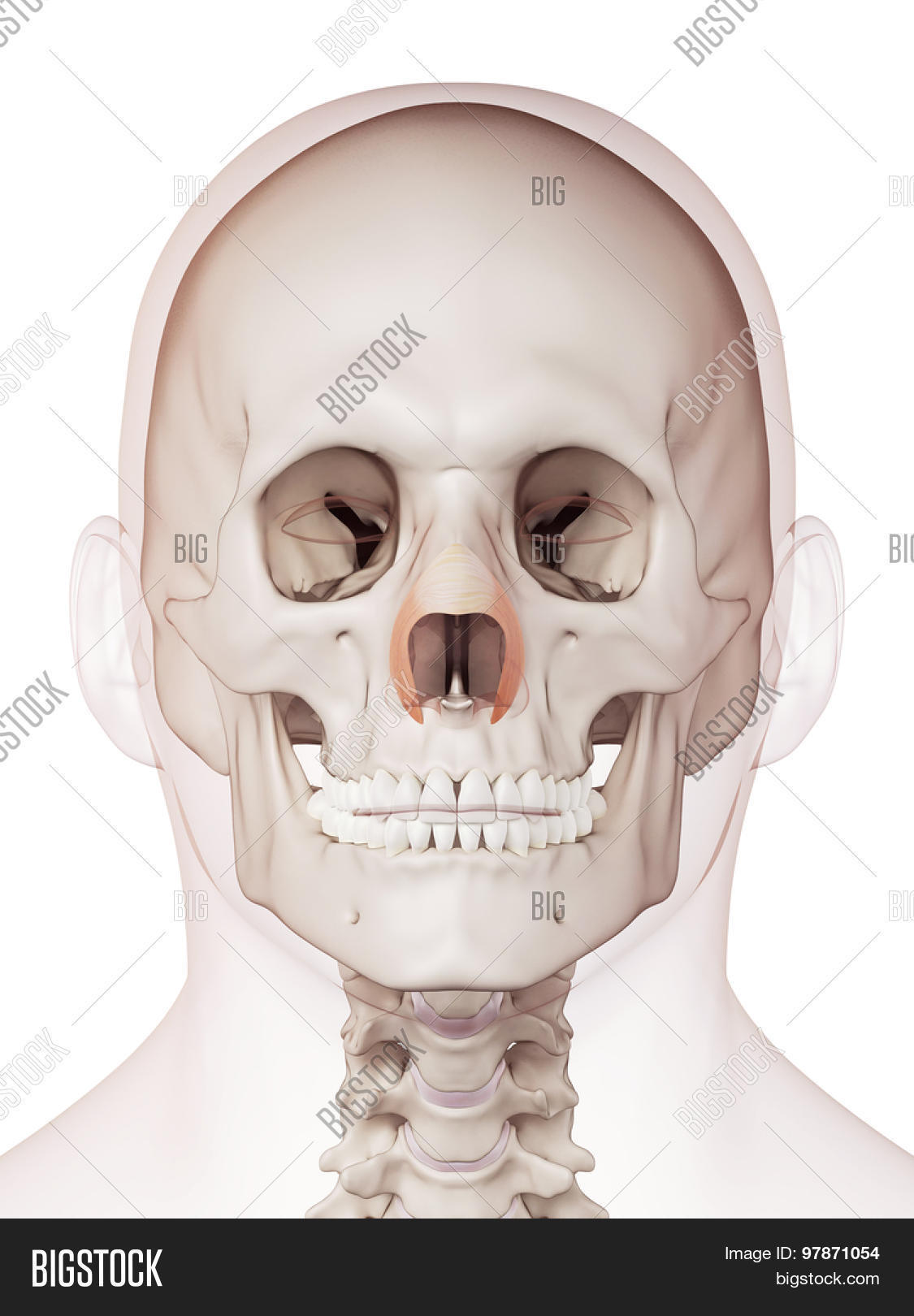 Medically Accurate Image & Photo (Free Trial) | Bigstock