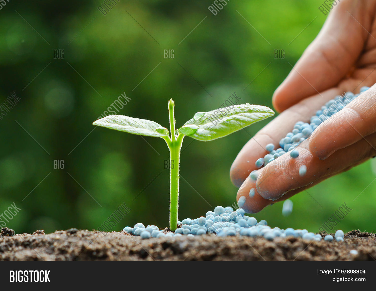 Growing Young Plant Image & Photo (Free Trial) | Bigstock