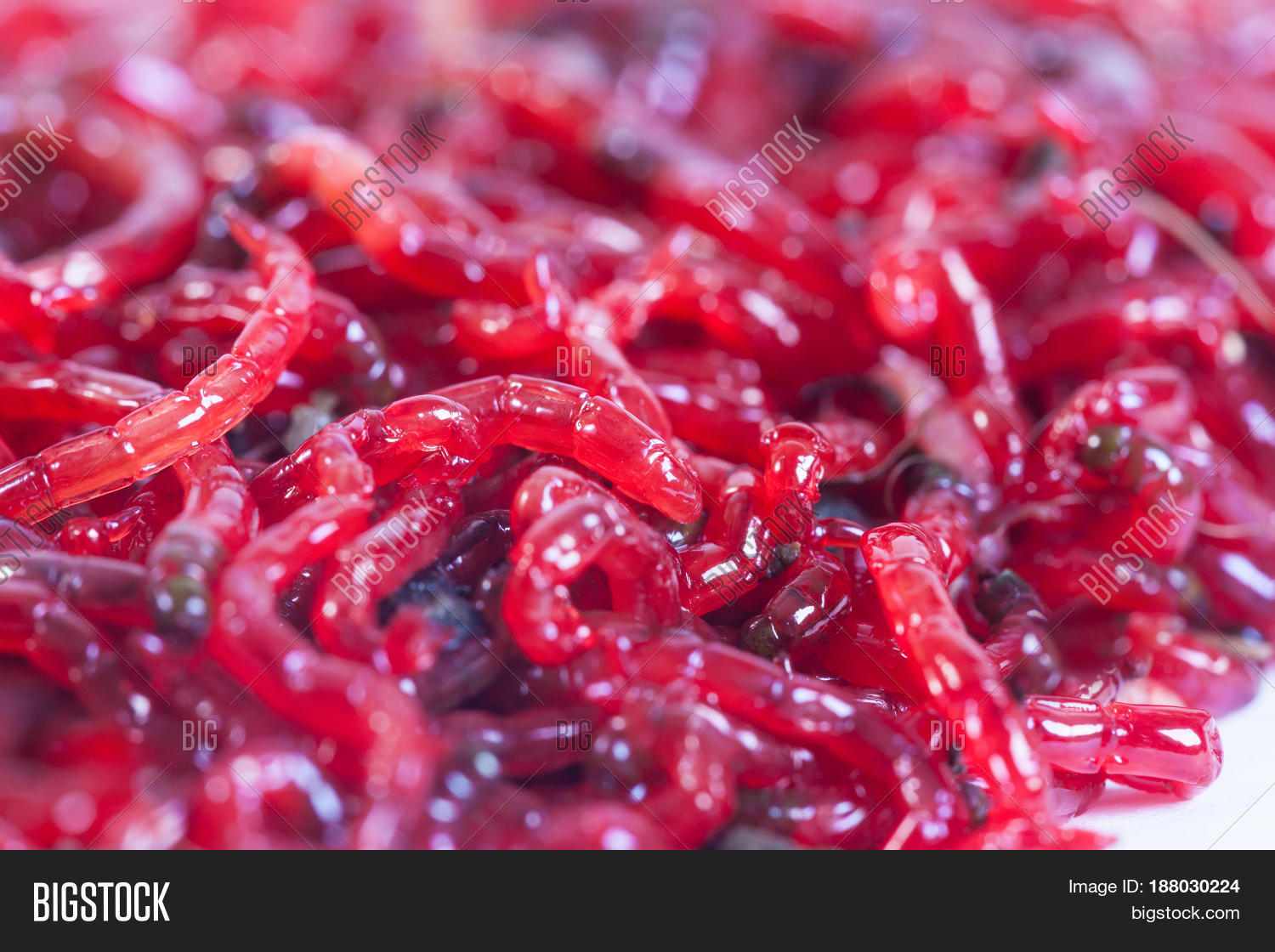 Red Bloodworms Image & Photo (Free Trial) | Bigstock