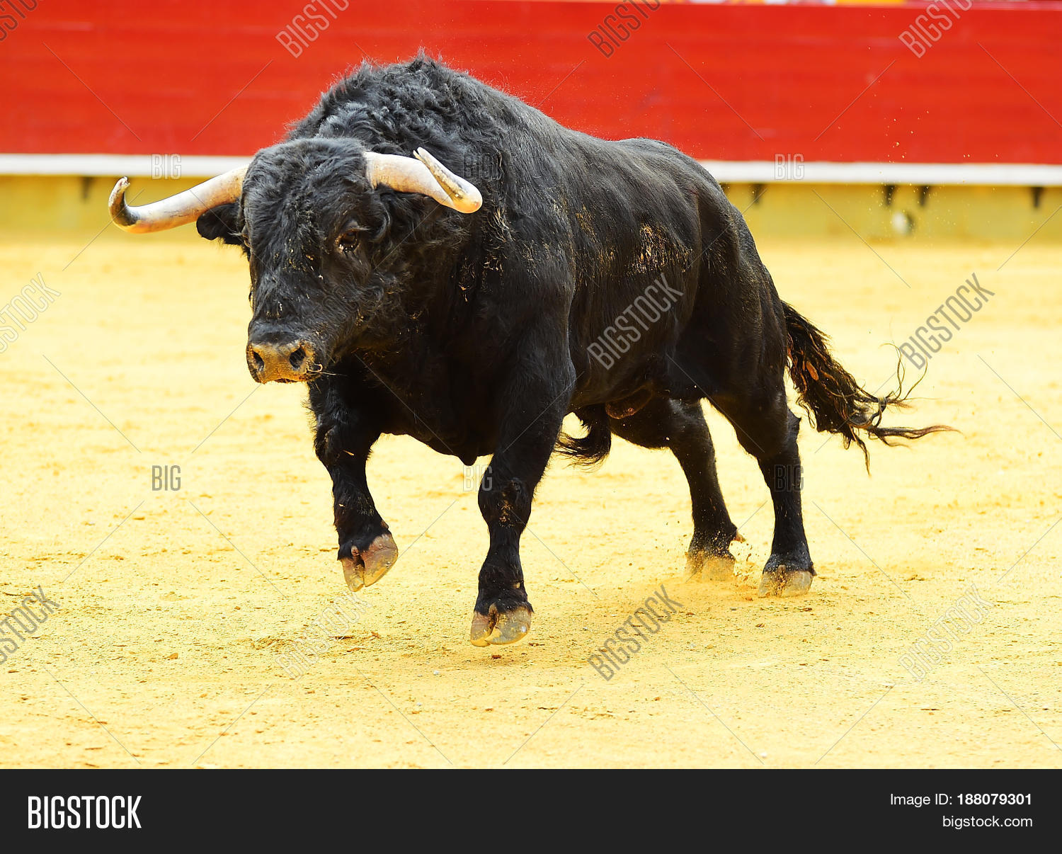 Spanish Bull Spain Big Image & Photo (Free Trial) | Bigstock
