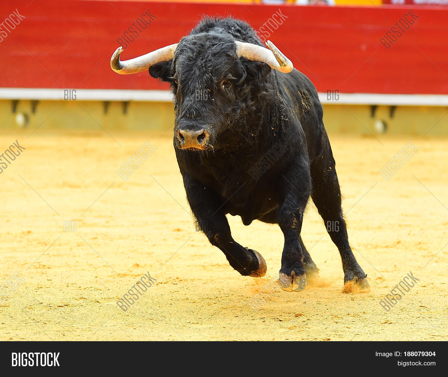 Spanish Bull Spain Big Image & Photo (Free Trial) | Bigstock