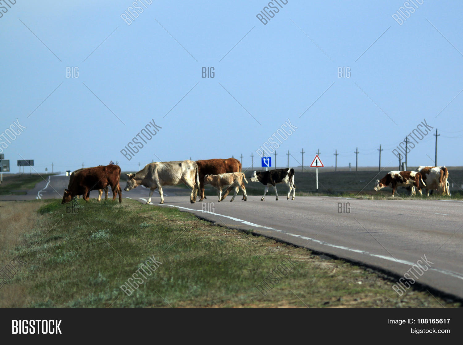 Herd Cows Crossing Image & Photo (Free Trial) | Bigstock