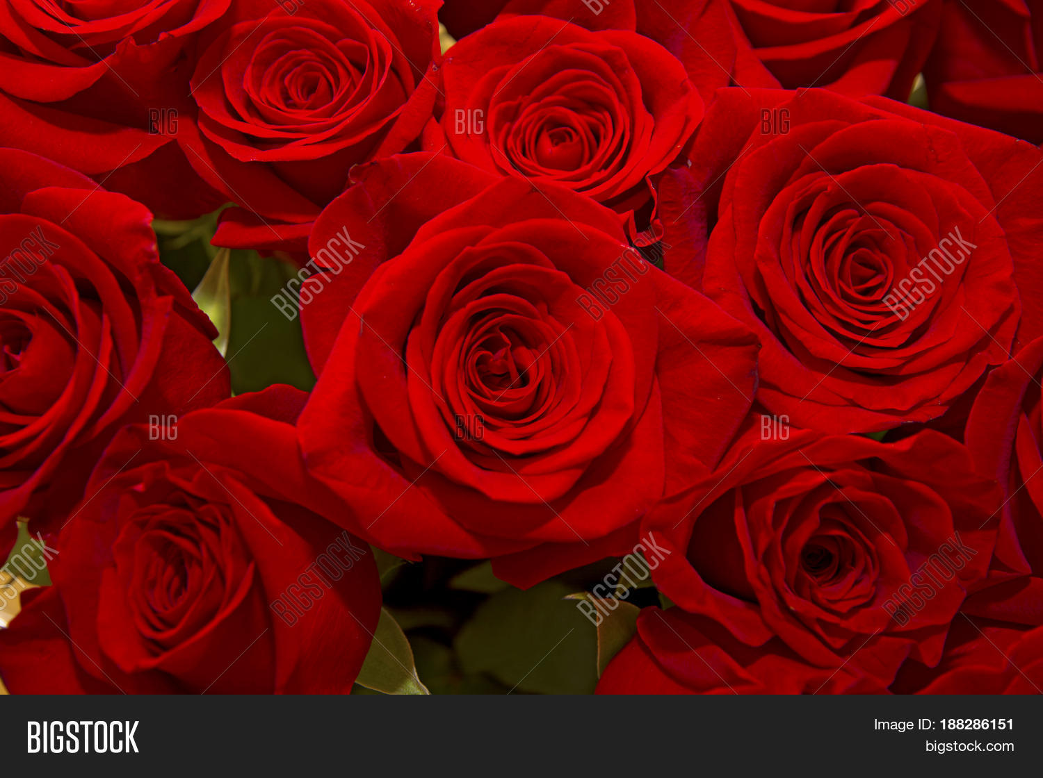 Bright Purple Roses. Image & Photo (Free Trial) | Bigstock