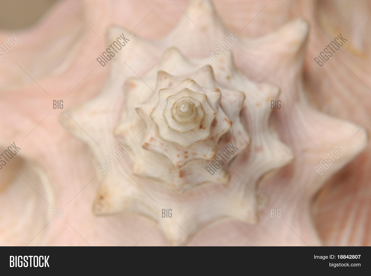 Seashell Helix Image & Photo (Free Trial) | Bigstock