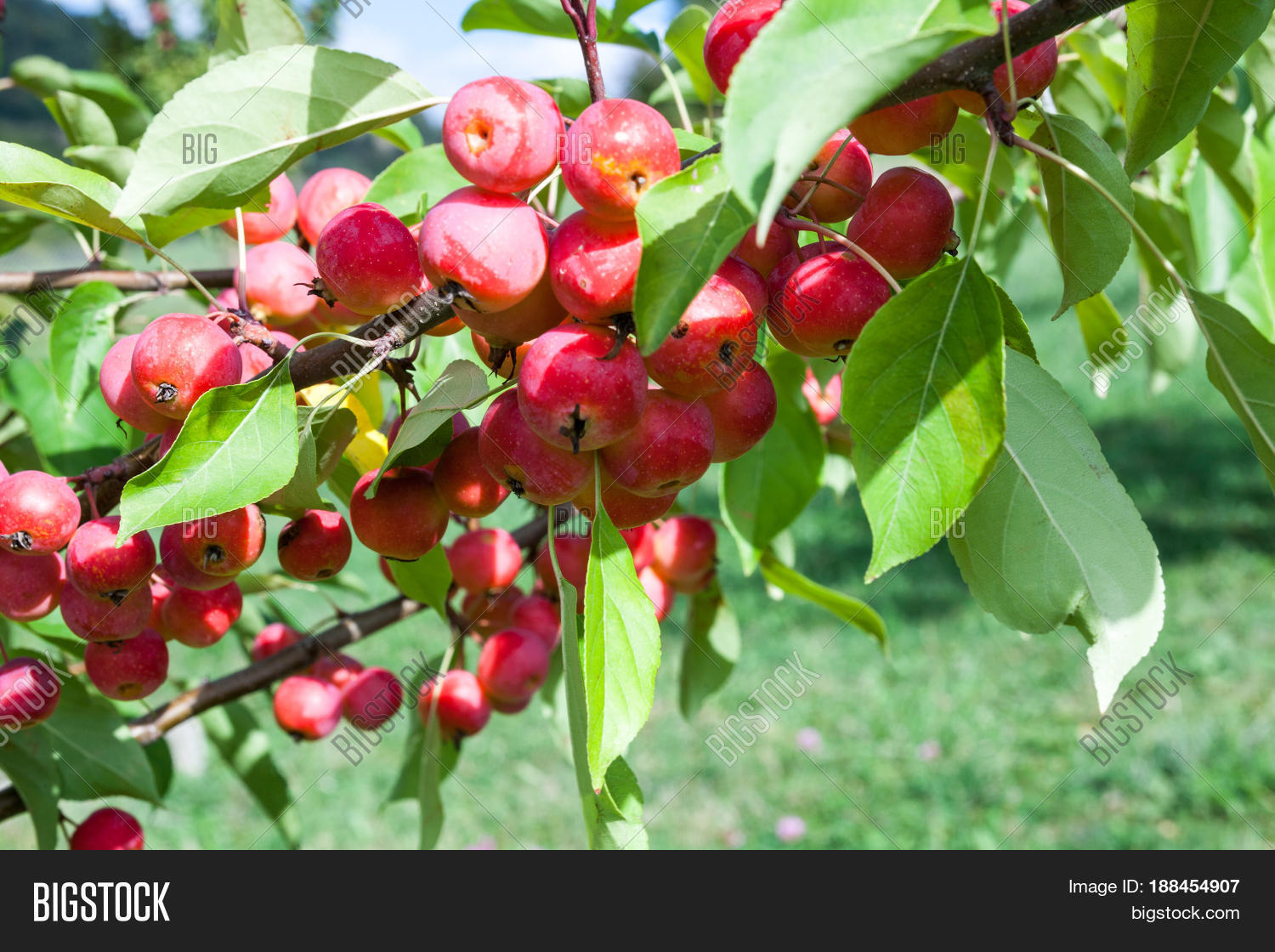 Pink Chinese Apples On Image & Photo (Free Trial) | Bigstock