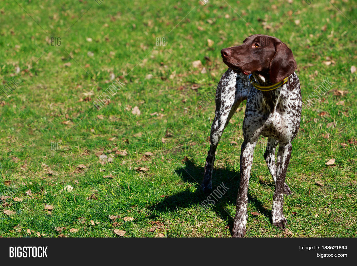 Dog Breed Deutsch Image & Photo (Free Trial) | Bigstock