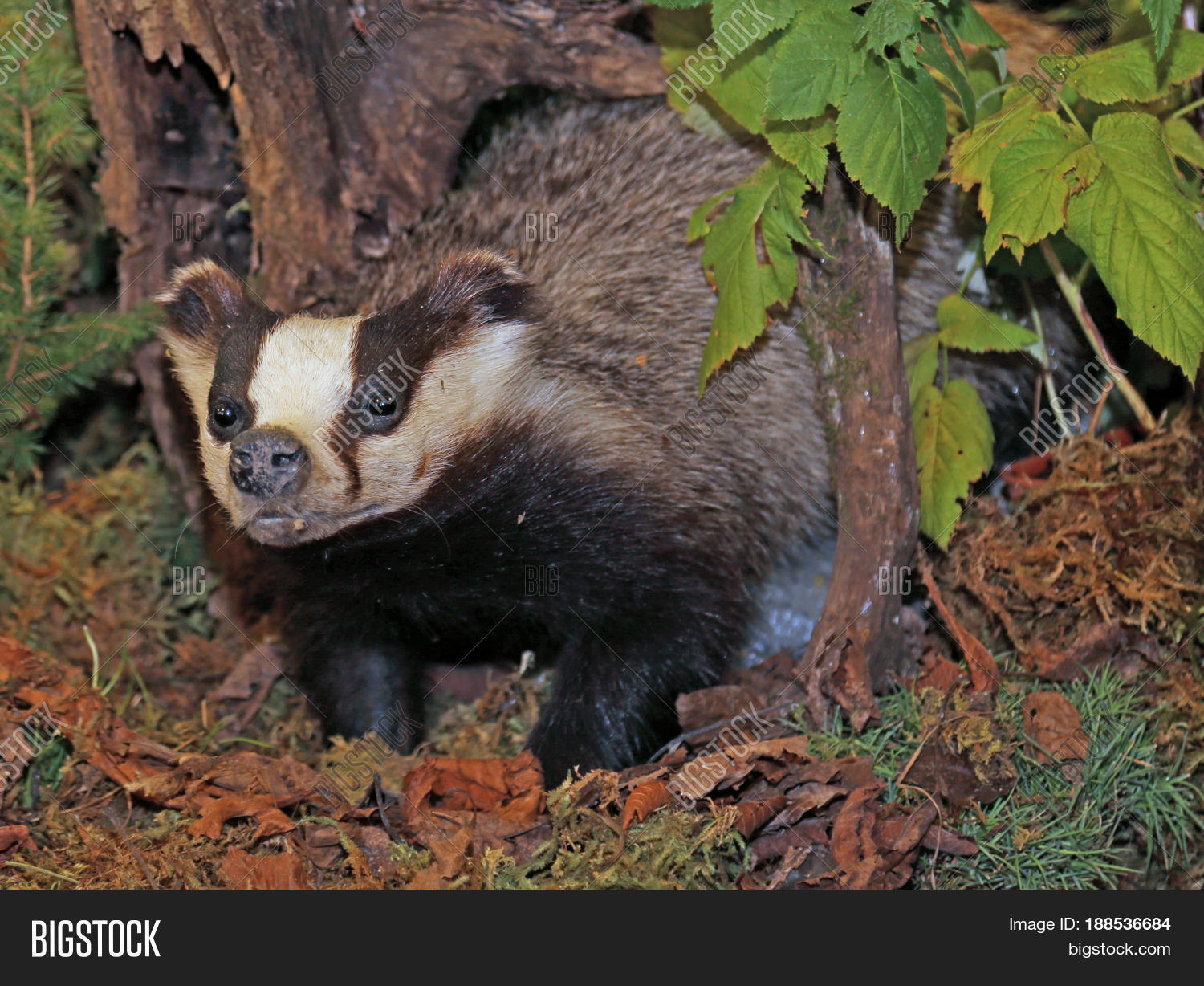 Skunk Polecat Woods Image & Photo (Free Trial) | Bigstock