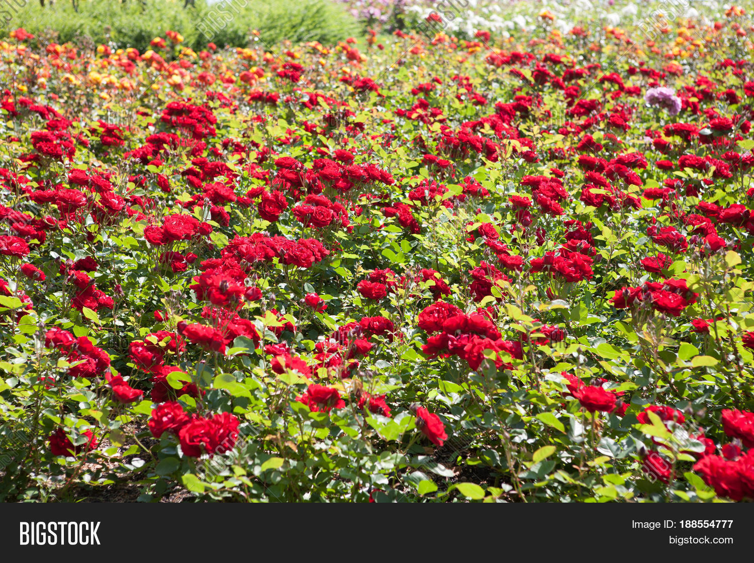 Rose Garden Lots Red Image & Photo (Free Trial) | Bigstock