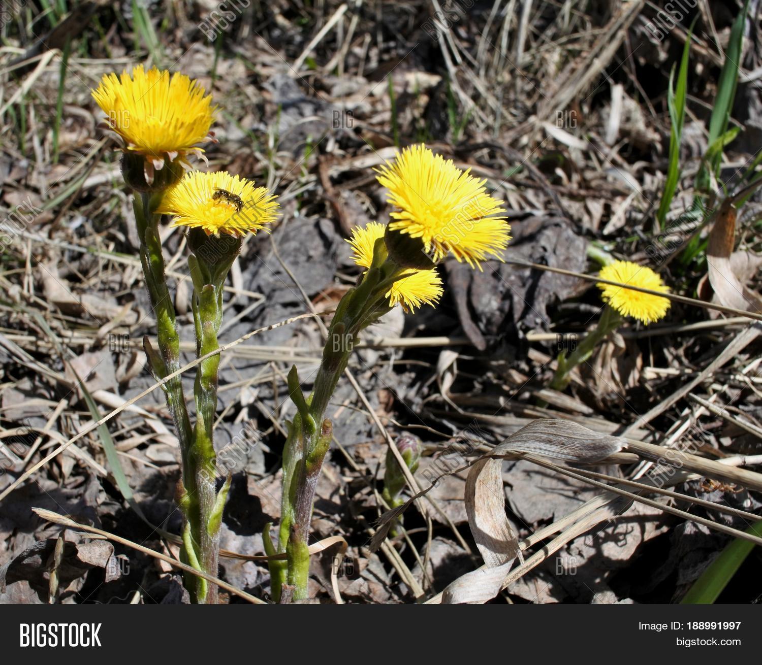 First Spring Flowers Image & Photo (Free Trial) | Bigstock