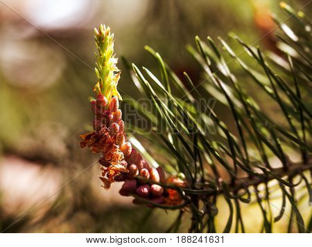 Beautiful Young Bump Image & Photo (Free Trial) | Bigstock