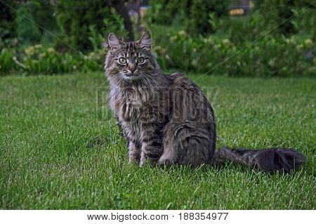 Photo Shows Adult Cat Image & Photo (Free Trial) | Bigstock