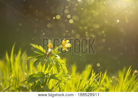 Wild Flower Buttercup Image & Photo (Free Trial) | Bigstock
