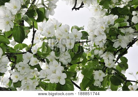 Flowering Apple Trees Image & Photo (Free Trial) | Bigstock