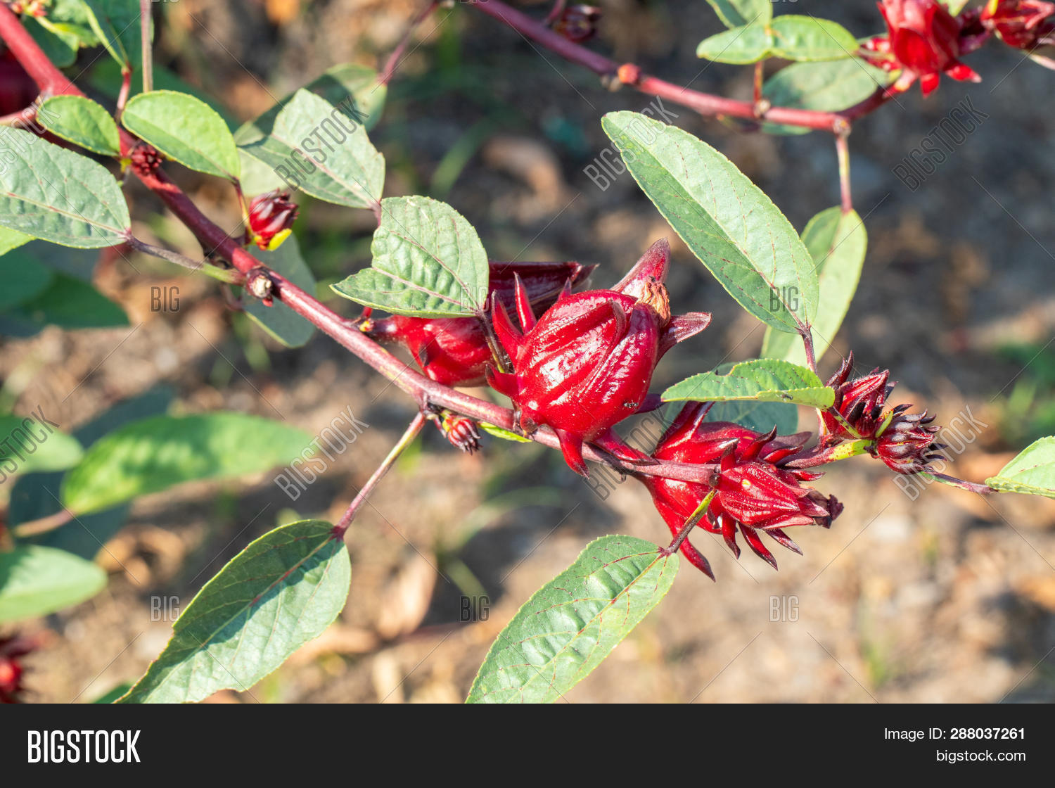 Close Fresh Roselle On Image & Photo (Free Trial) | Bigstock