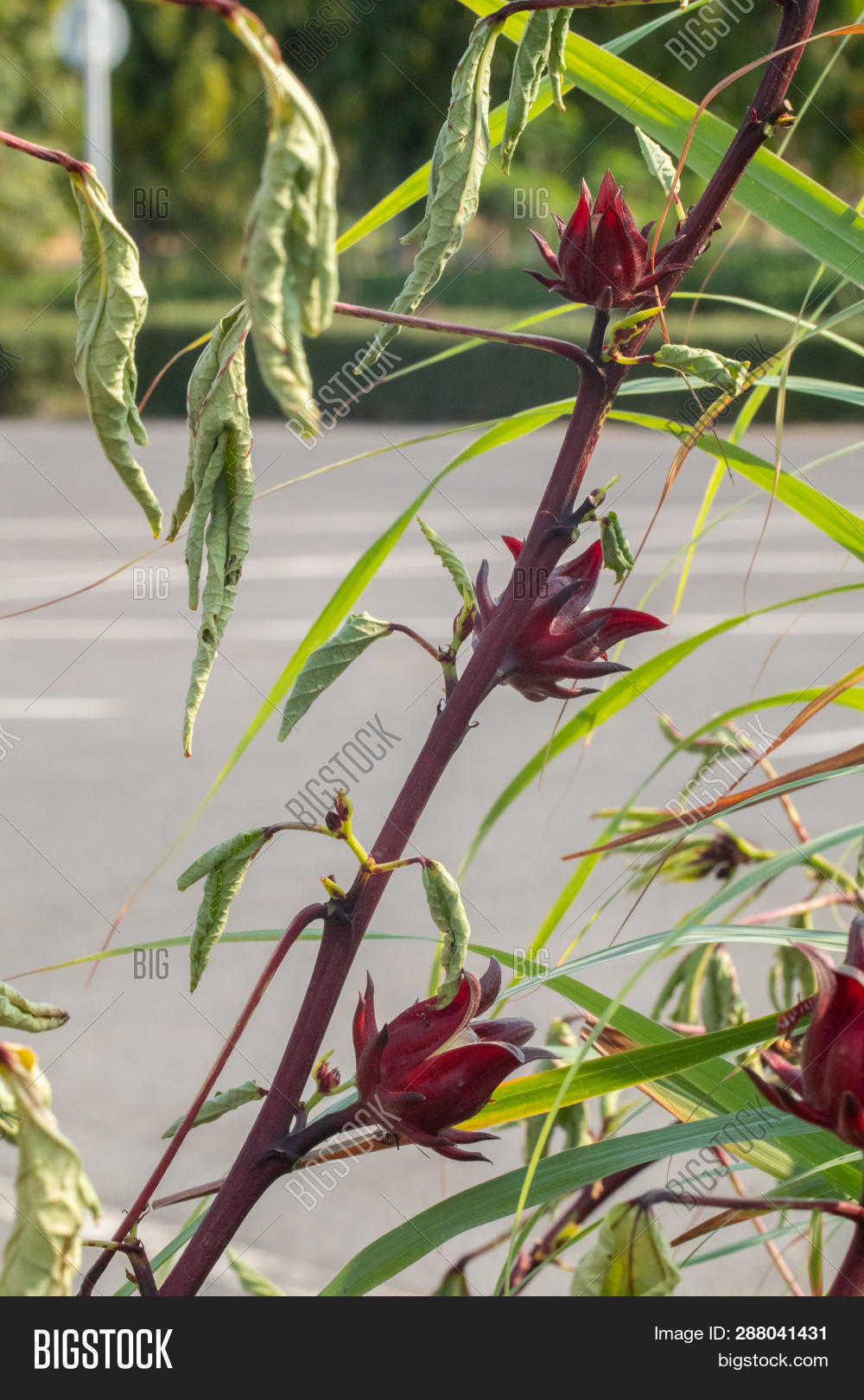 Close Fresh Roselle On Image & Photo (Free Trial) | Bigstock