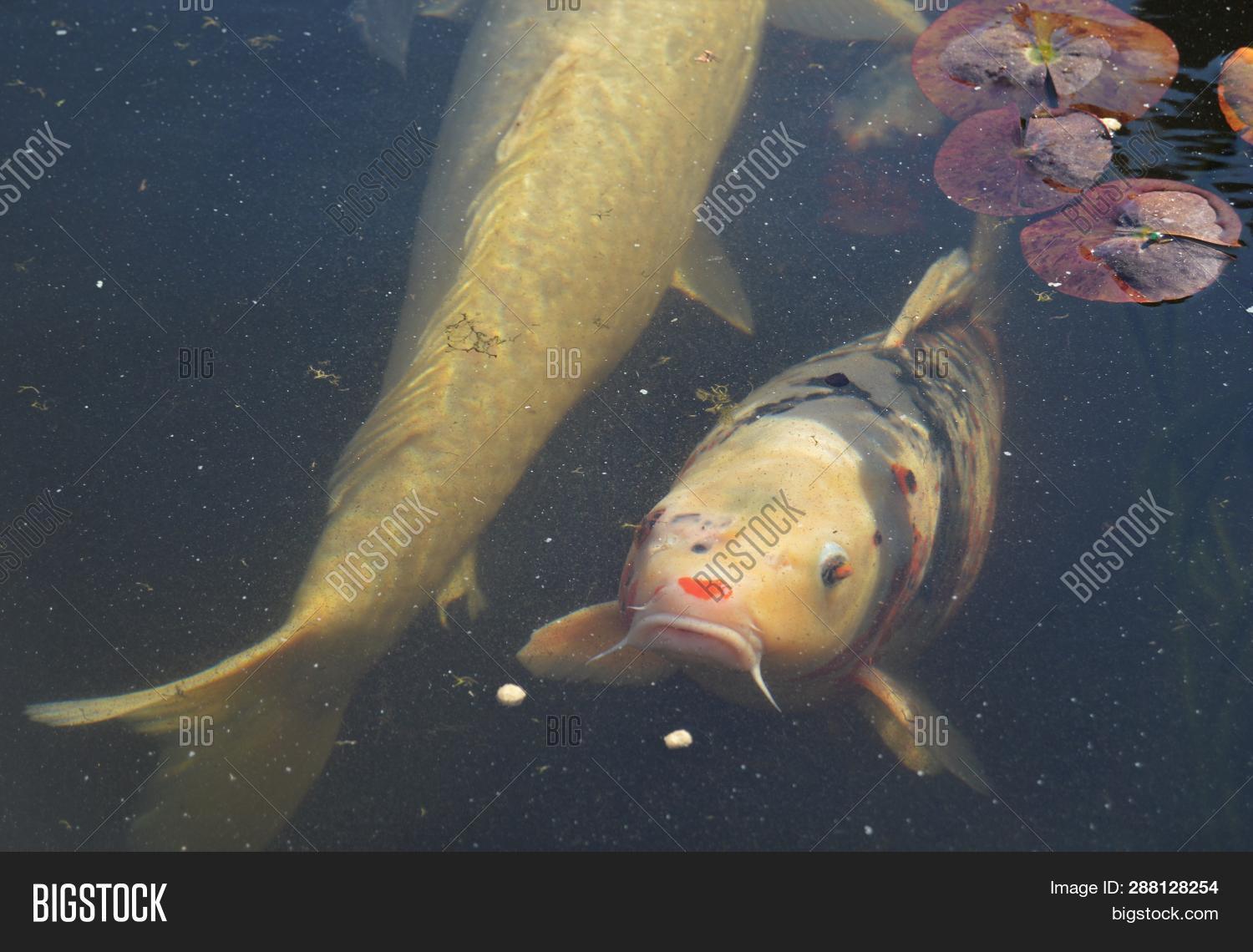 Coy Fish Swimming Image & Photo (Free Trial) | Bigstock