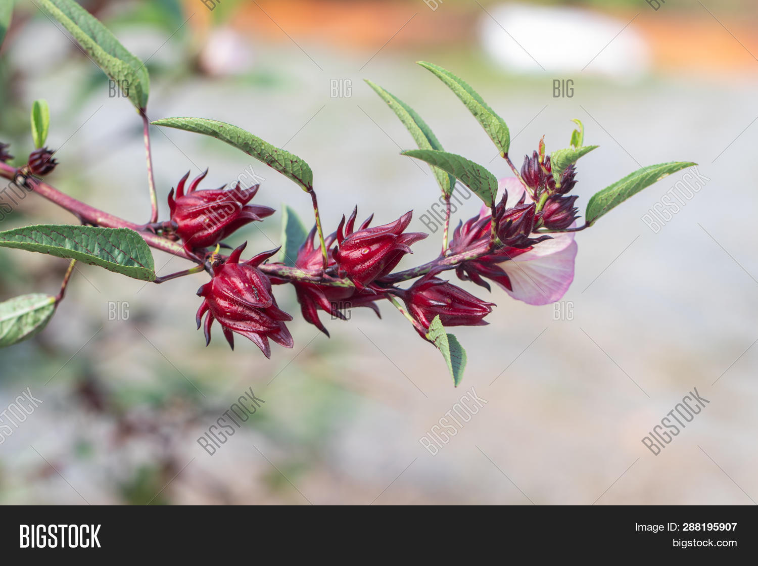Close Fresh Roselle On Image & Photo (Free Trial) | Bigstock