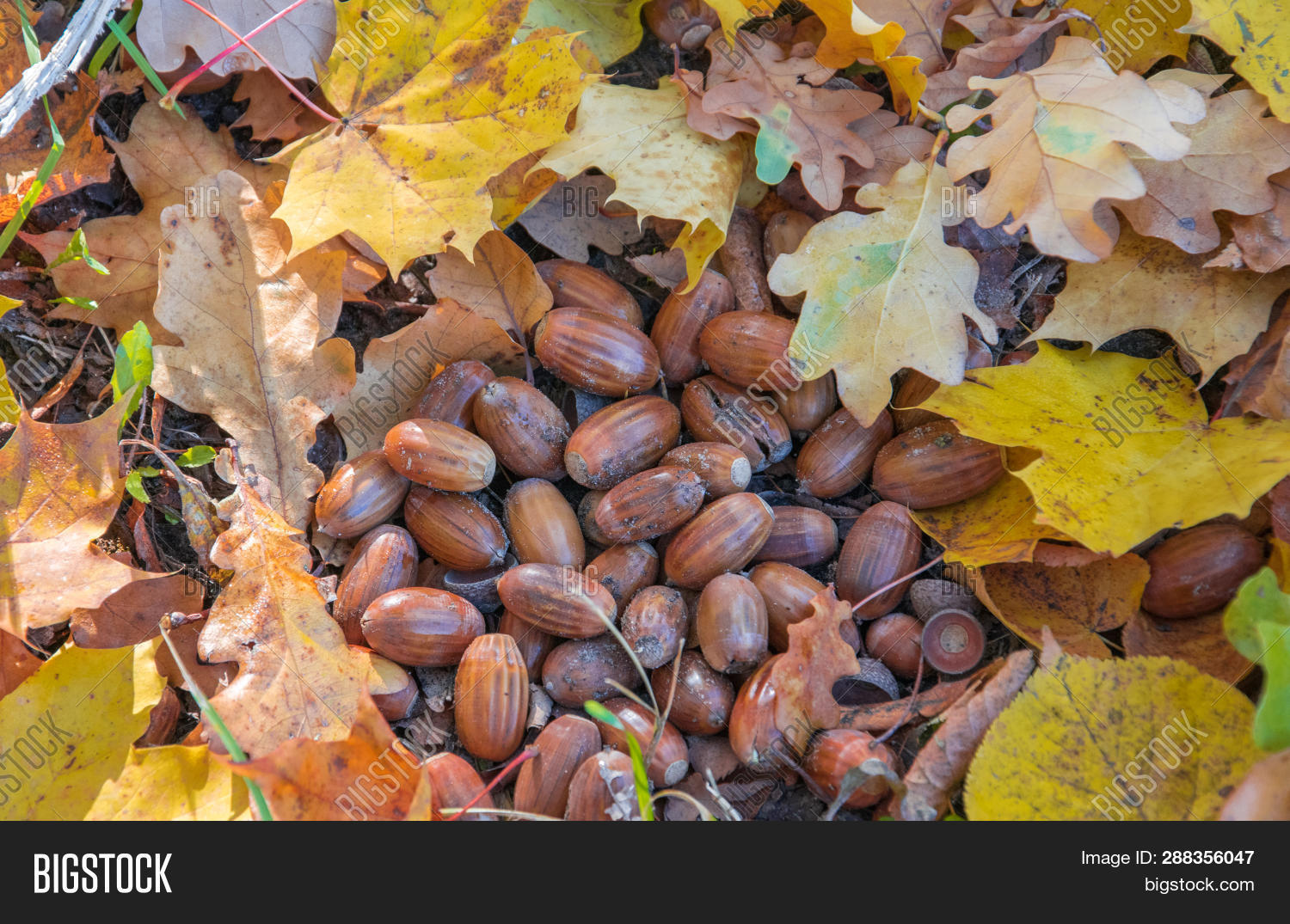 Acorns Closeup. Autumn Image & Photo (Free Trial) | Bigstock