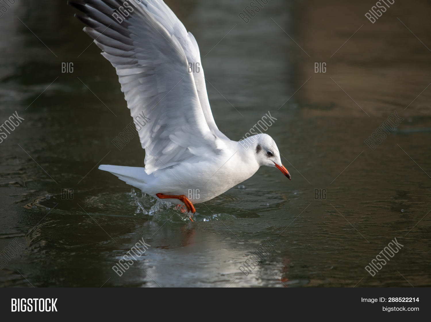 Common Sea Gull Image & Photo (Free Trial) | Bigstock