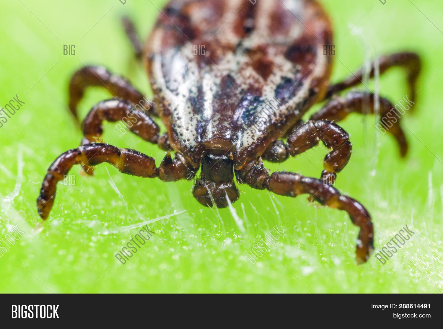 Dangerous Parasite Image & Photo (Free Trial) | Bigstock