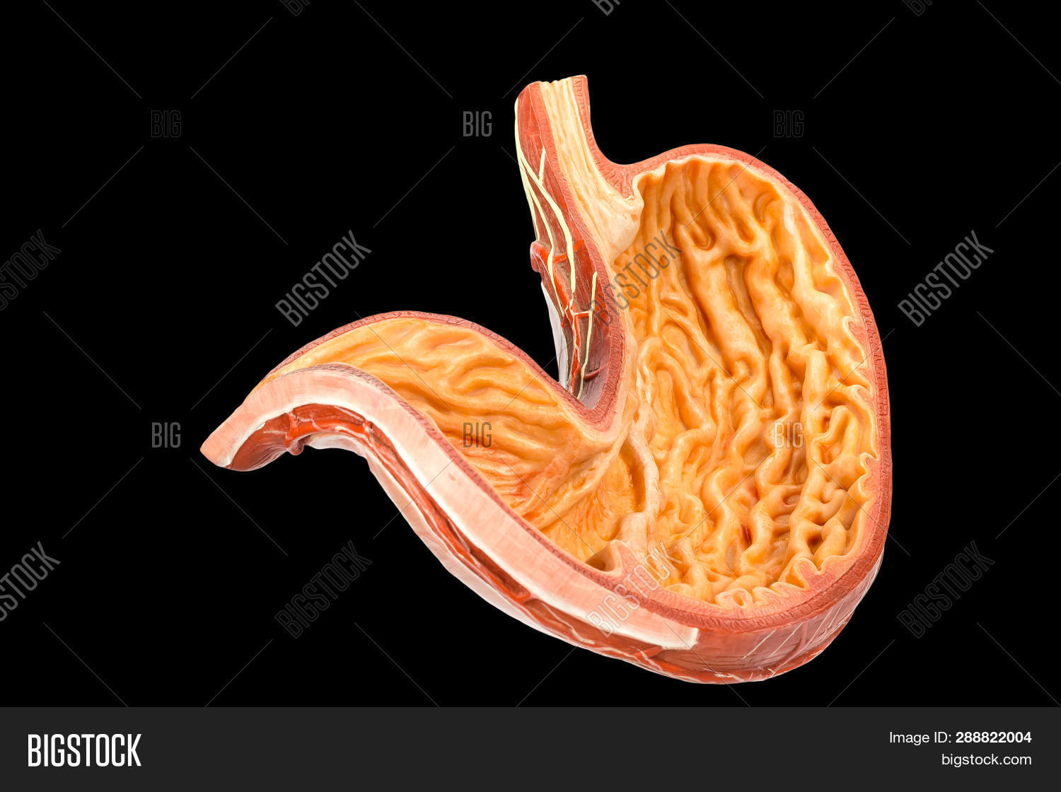 Inside A Human Stomach