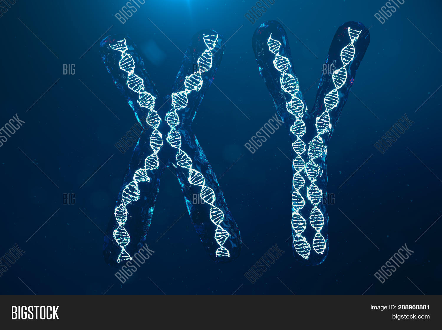 Xy-chromosomes Dna Image & Photo (Free Trial) | Bigstock