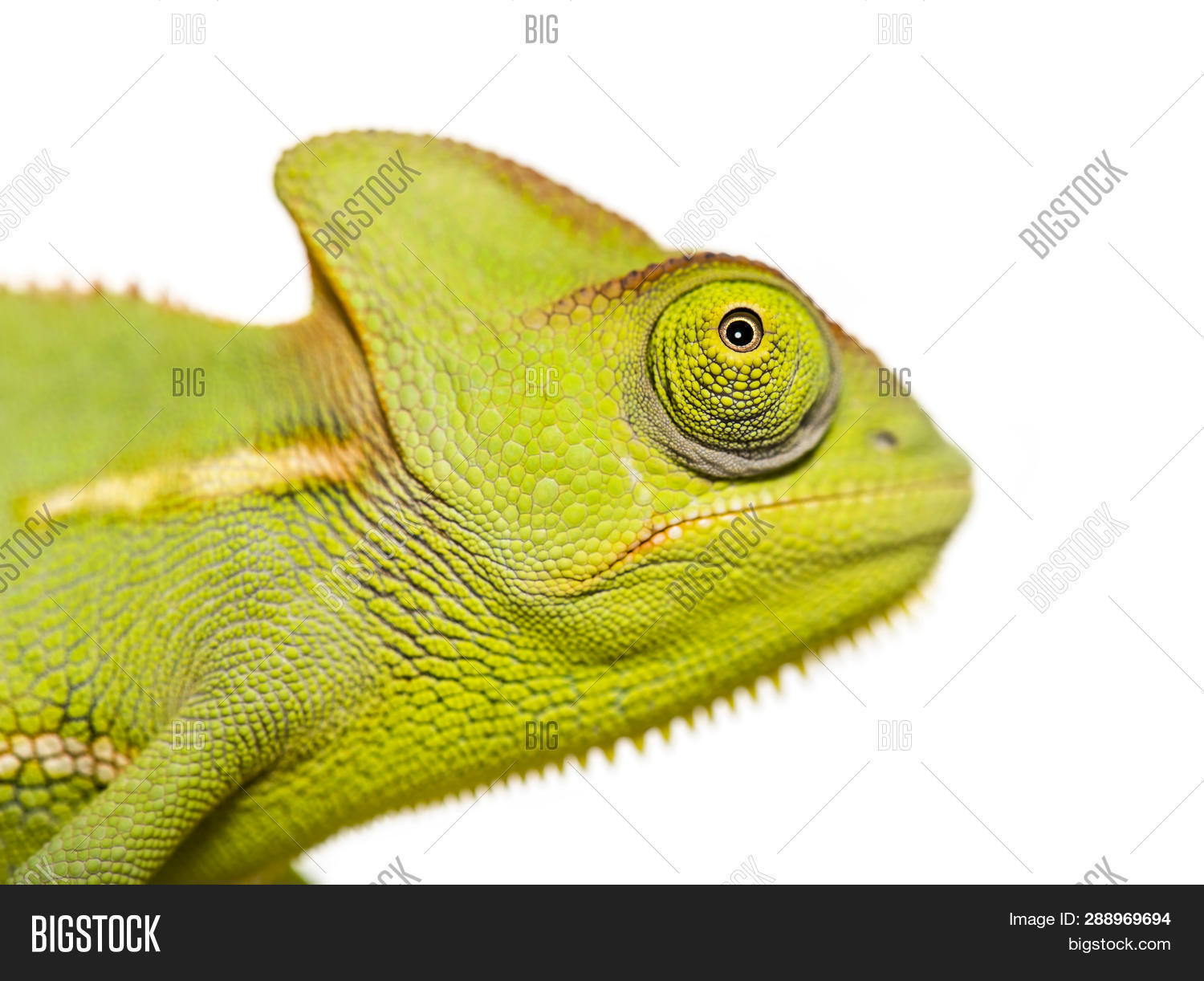 Green Chameleon, Image & Photo (Free Trial) | Bigstock