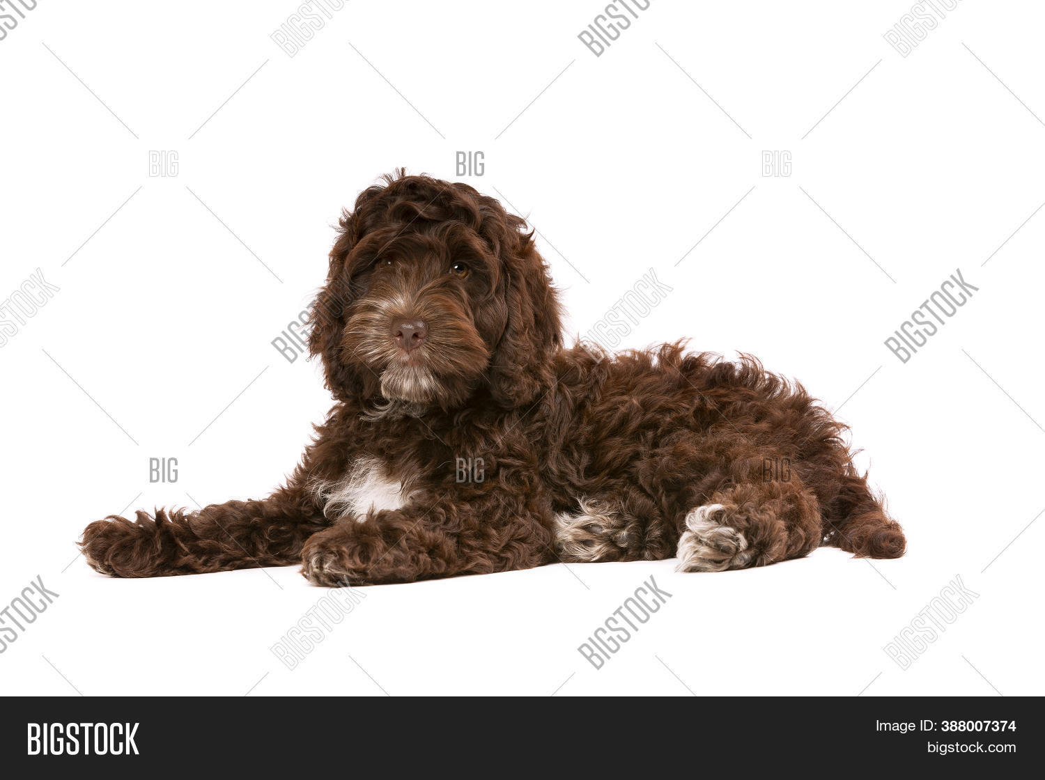 Chocolate Cockapoo Image & Photo (Free Trial) | Bigstock