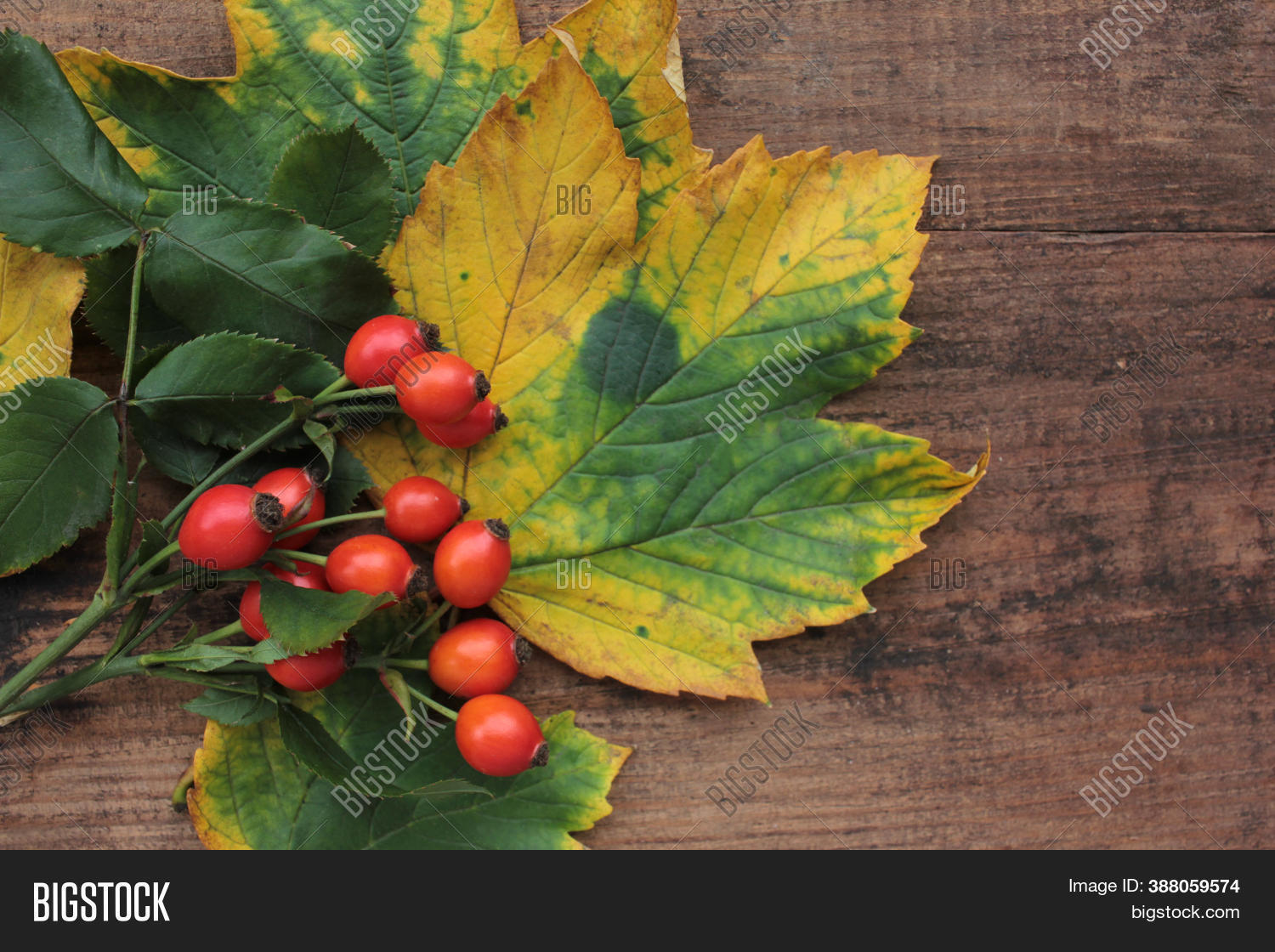 Red Berries Autumn Image & Photo (Free Trial) | Bigstock