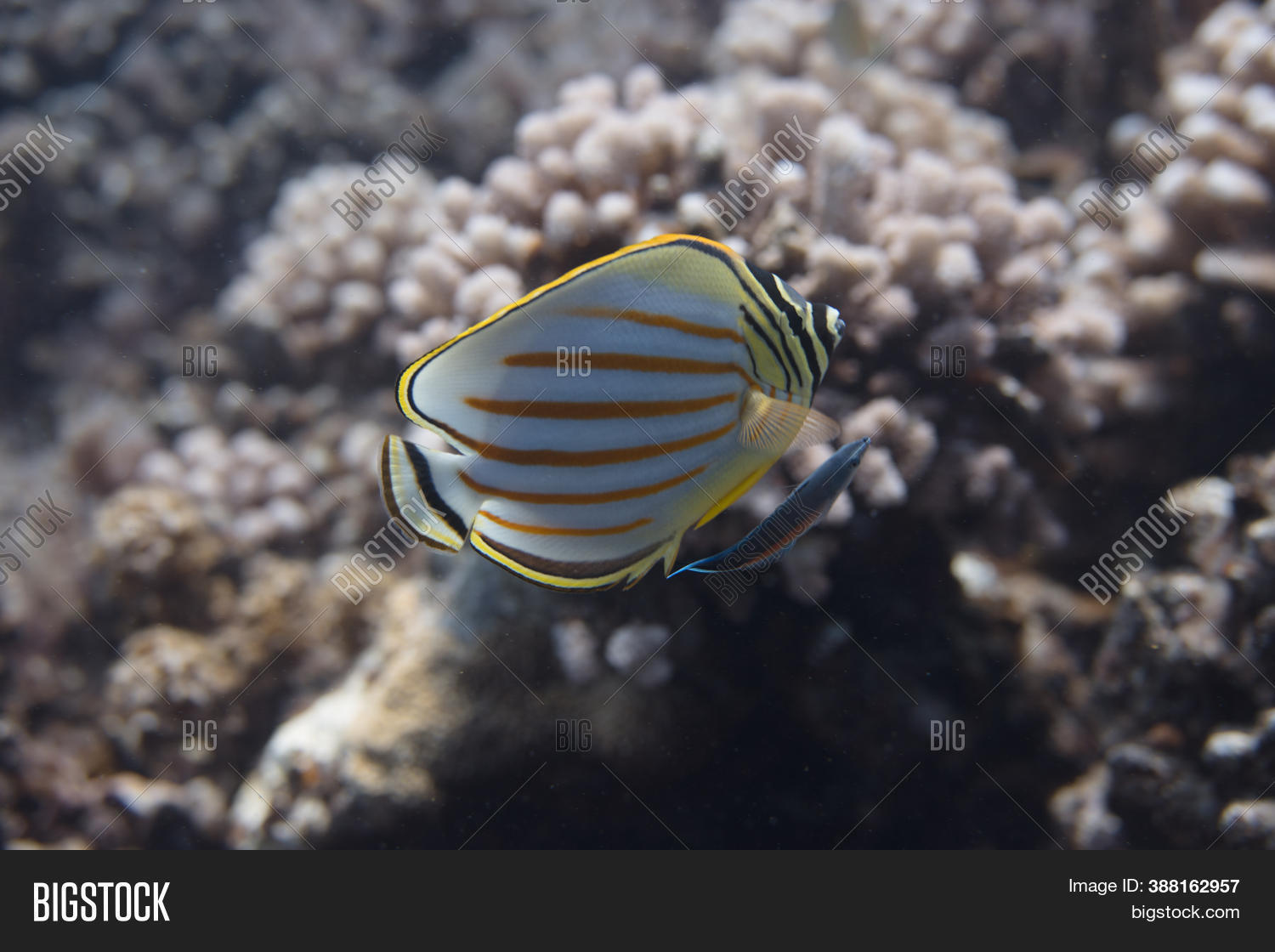 Ornate Butterflyfish ( Image & Photo (Free Trial) | Bigstock