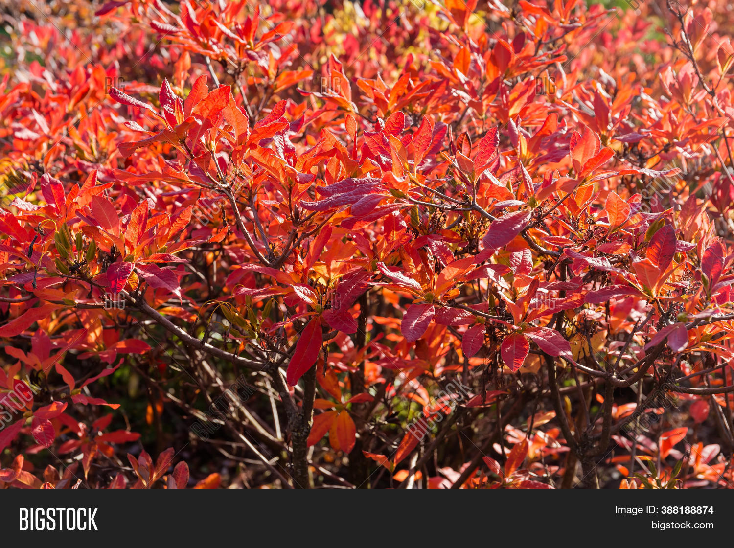 Shrubs Deciduous Image & Photo (Free Trial) | Bigstock