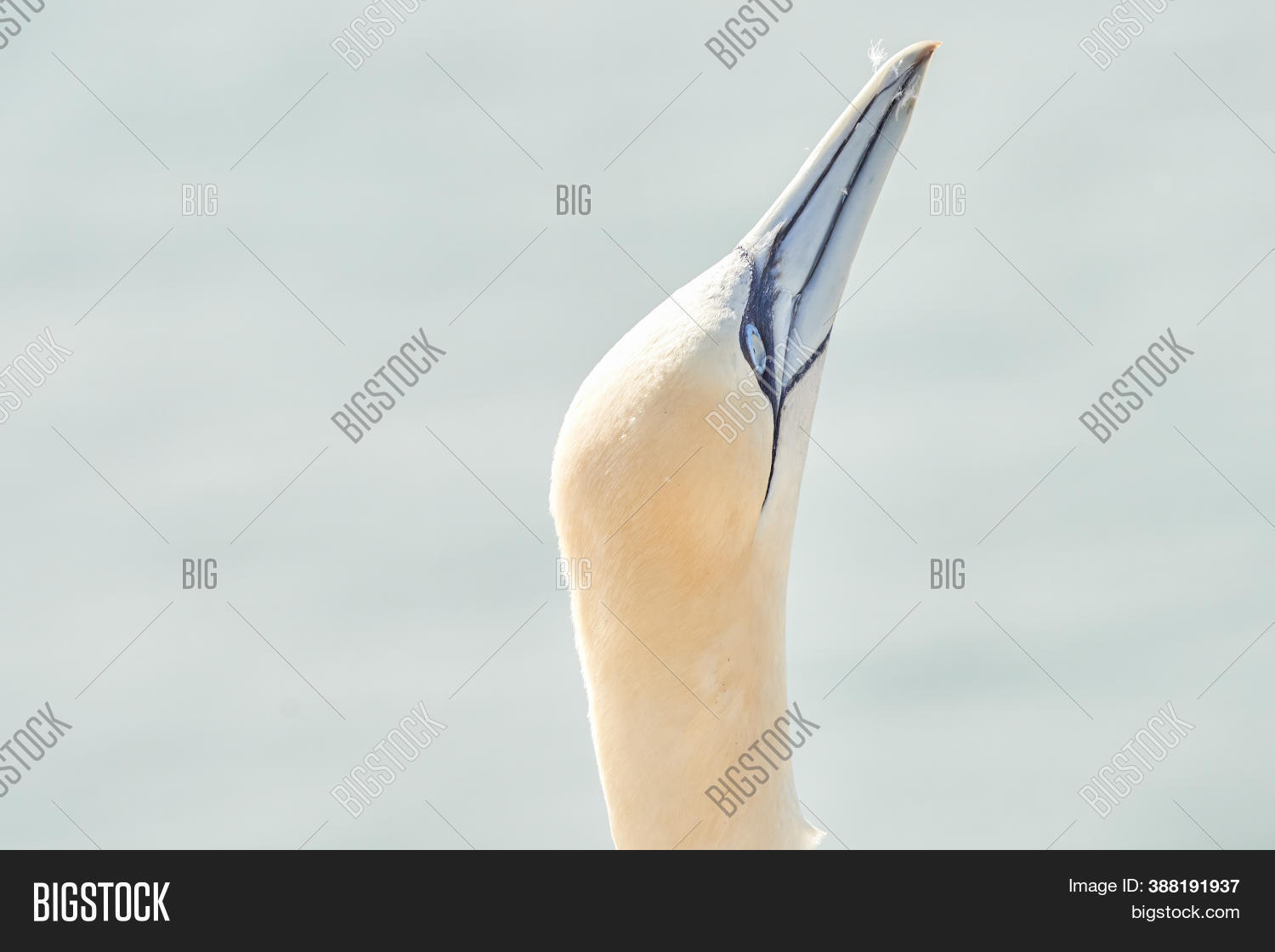 One Wild Bird Head Image & Photo (Free Trial) | Bigstock