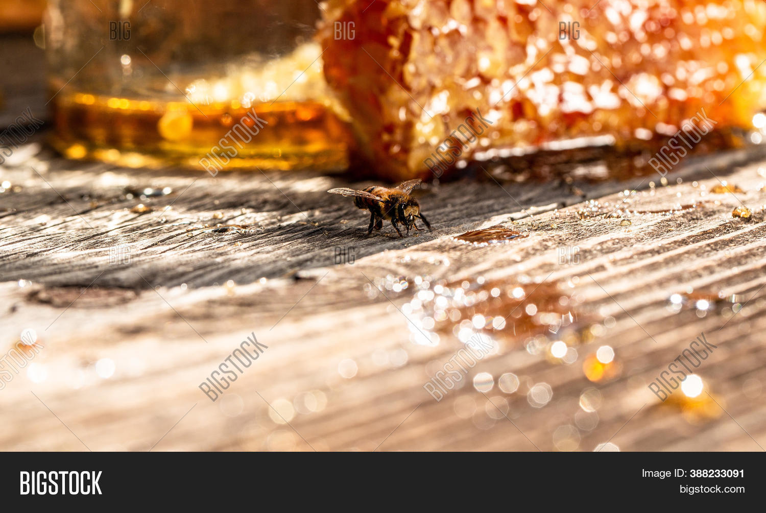 Macro Photo Bee Hive Image & Photo (Free Trial) | Bigstock