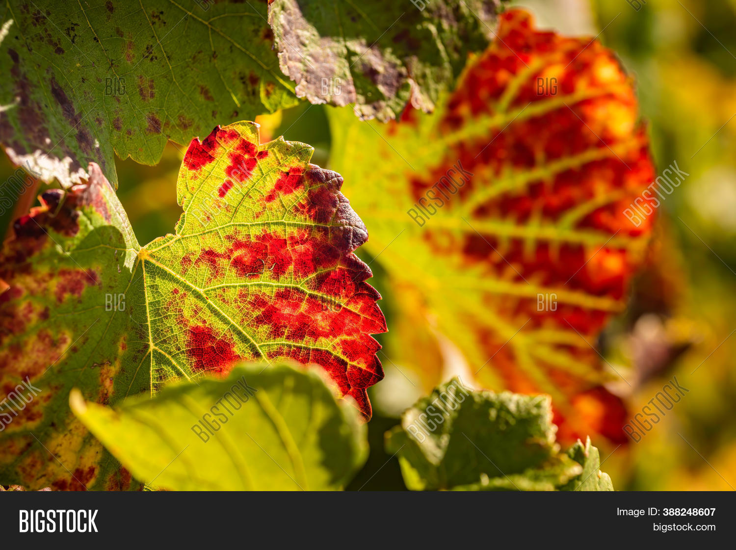 Autumn Grapevines Red Image & Photo (Free Trial) | Bigstock