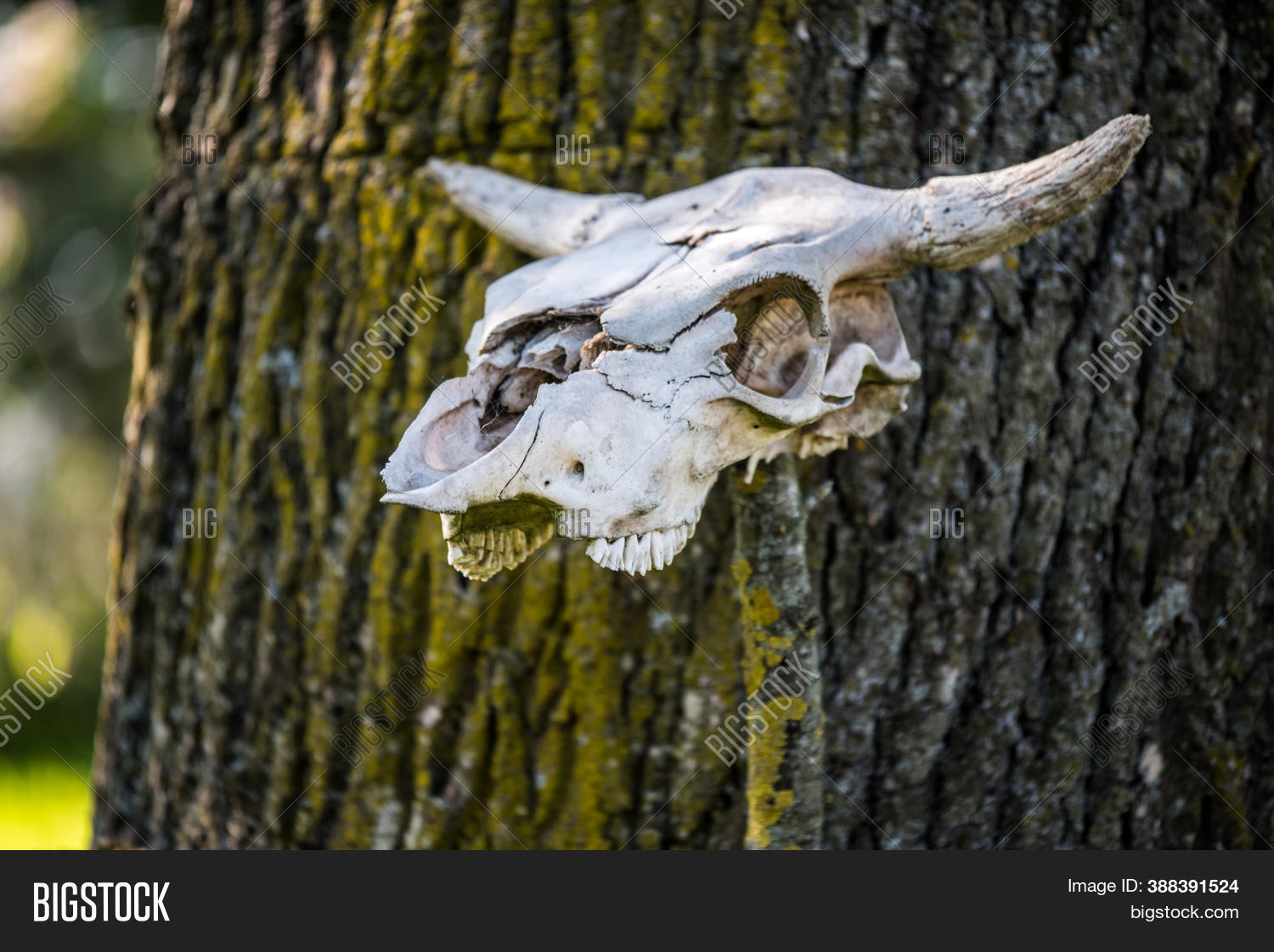 Horned Cow Head Image & Photo (Free Trial) | Bigstock