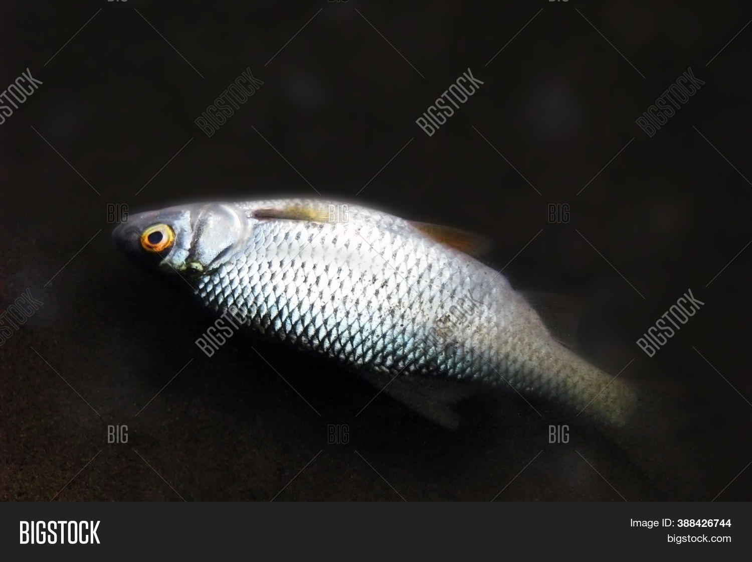 Dead Fish Sea Due Image & Photo (Free Trial) | Bigstock